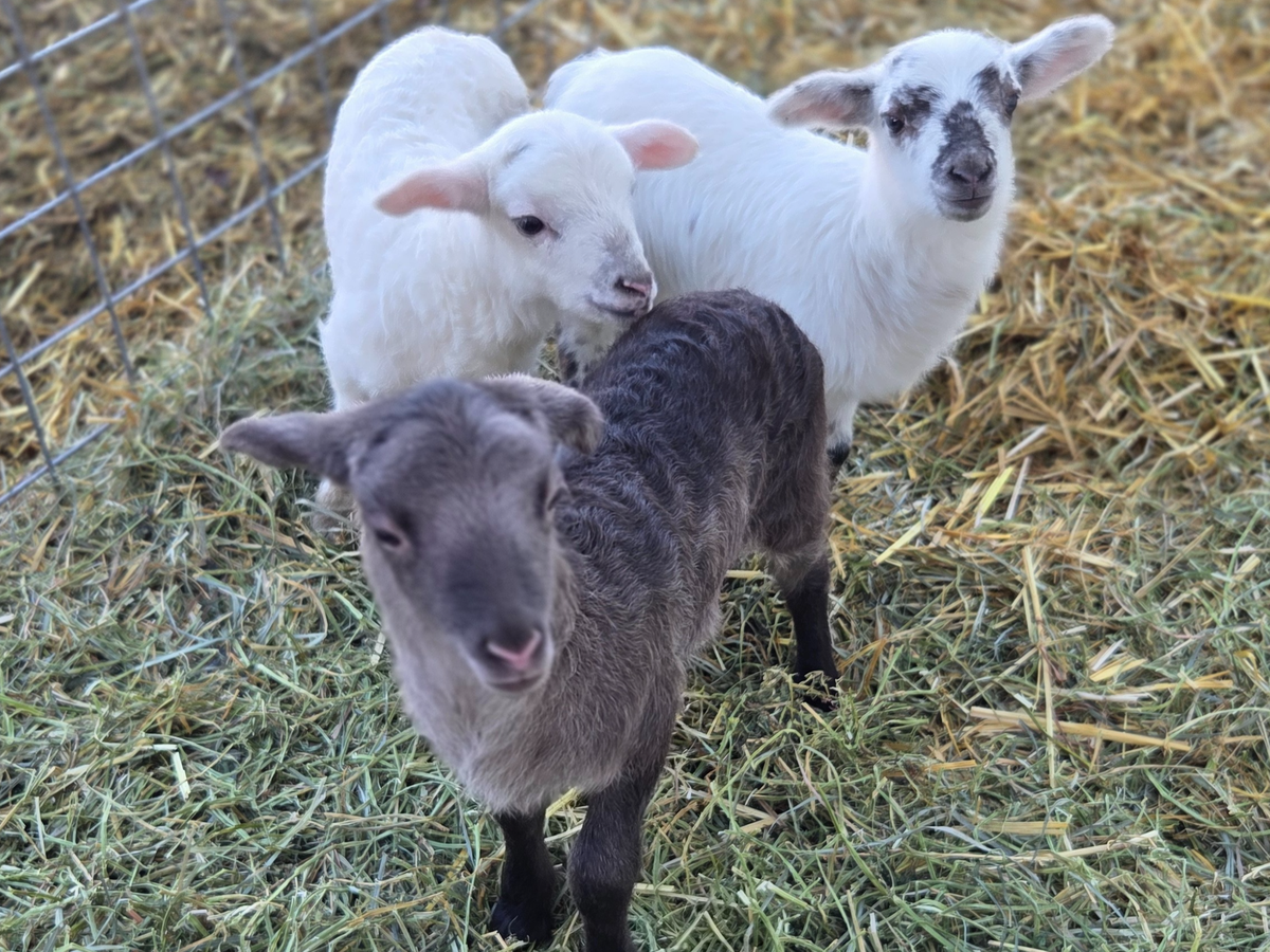 Fundraiser by ANGELA GUSTIN : Support Dorothy's Farm: A Haven for Animals