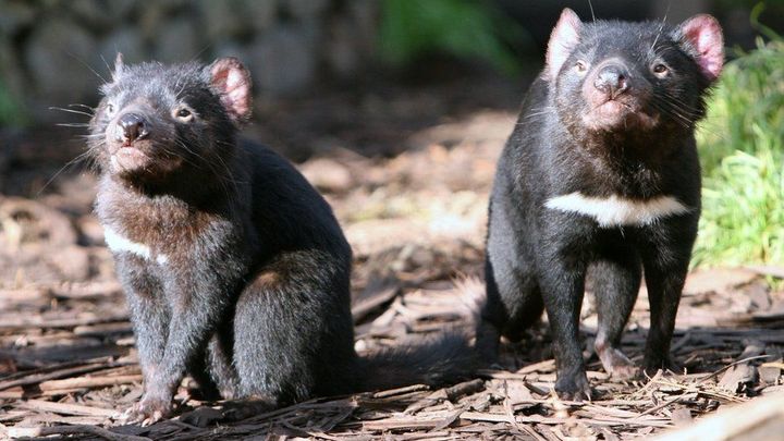 Fundraiser by Alex Thompson : Unzoo Tasmanian Devil Conservation