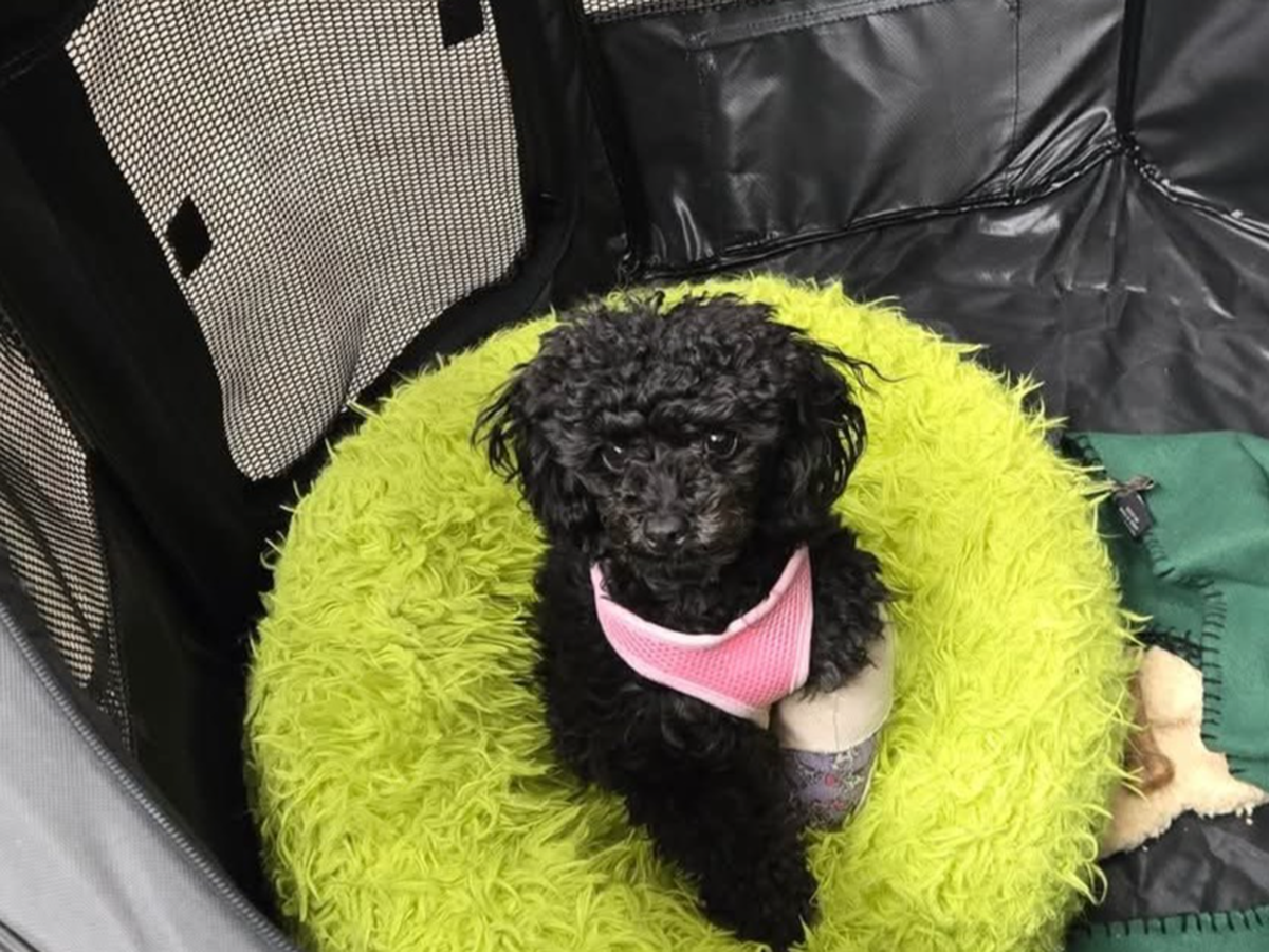 Fundraiser by Annette Canfield-Grove : Support Raven's Journey to Recovery