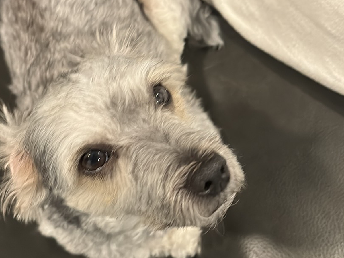 Fundraiser by Alexis Rincon : Chico Needs Help Again