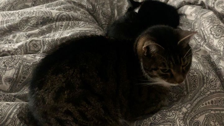 Fundraiser by Henning Rawe : Zahn-OP Kosten für Gunter und Carlos