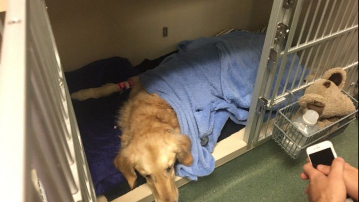 Fundraiser for linda musgrove by Brian Musgrove : Baya Needs a Second ...