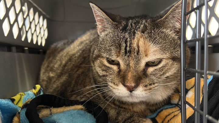 Fundraiser by Natalie Miller : Support for Carols Life-Saving Surgery