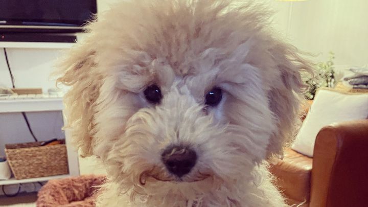 Fundraiser by Rebecca Carmichael : Help save Ralph!