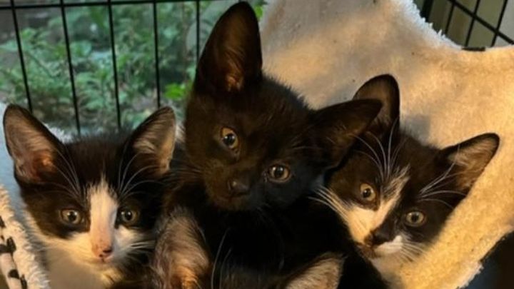 Fundraiser by Paige Bennett : TNR for Glenmoor stray, feral cats