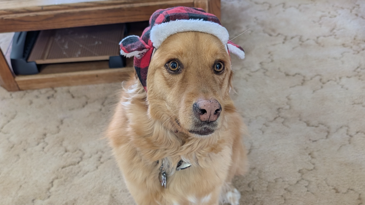 Fundraiser by Jack Magera : Help For Snow's Emergency Surgery