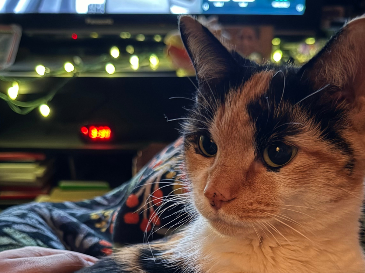 Fundraiser by Caesar Garcia : Help Bella Beat Mammary Carcinoma