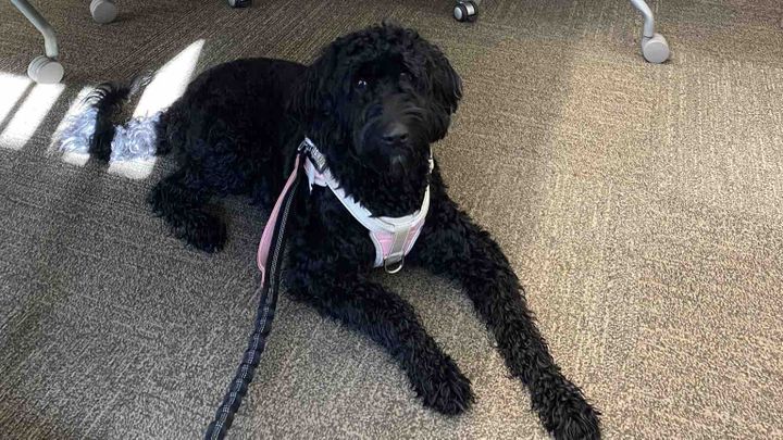 Fundraiser by Jordyn Holbrook : Help train Raven as a Service Dog