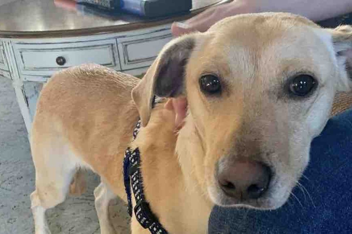 Italian Greyhound Yellow Lab Mix