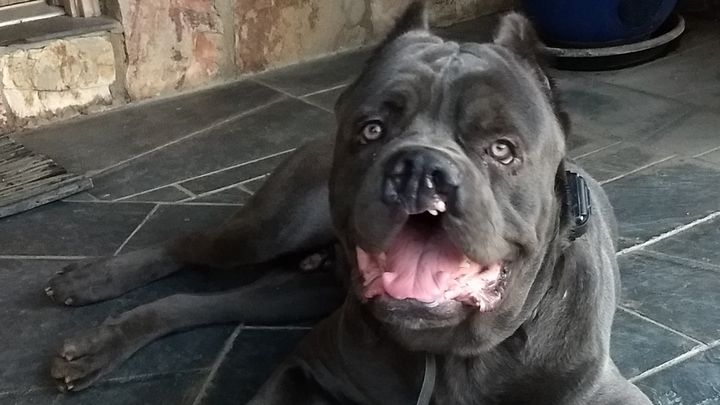 Fundraiser by Kristie Miranda : David the Corso needs Cleft Palate Surgery