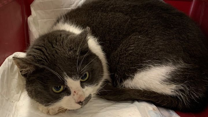 Fundraiser by Izzy Moran : Please help this cat get the surgery she needs