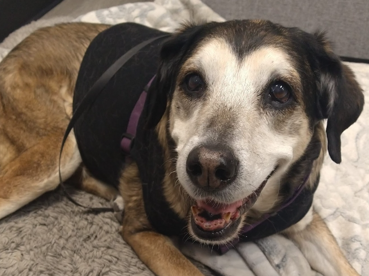 Fundraiser by Emma Huntington : Help Sandi Rest with Dignity and Peace