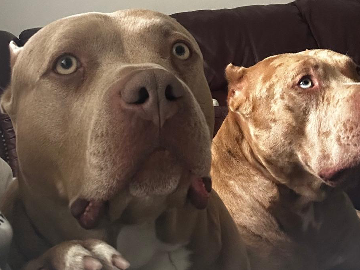 Fundraiser by Angel Louise : HELP US SAVE OUR BABIES FROM BEING DESTROYED