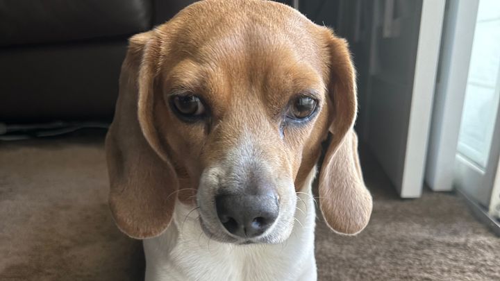 Fundraiser by Nicole Castelluccio : Helping Fiona