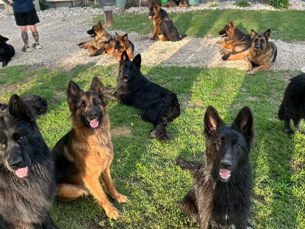 Fundraiser by Jason Lambie : Support Aus Hutehunde's New Well Fund