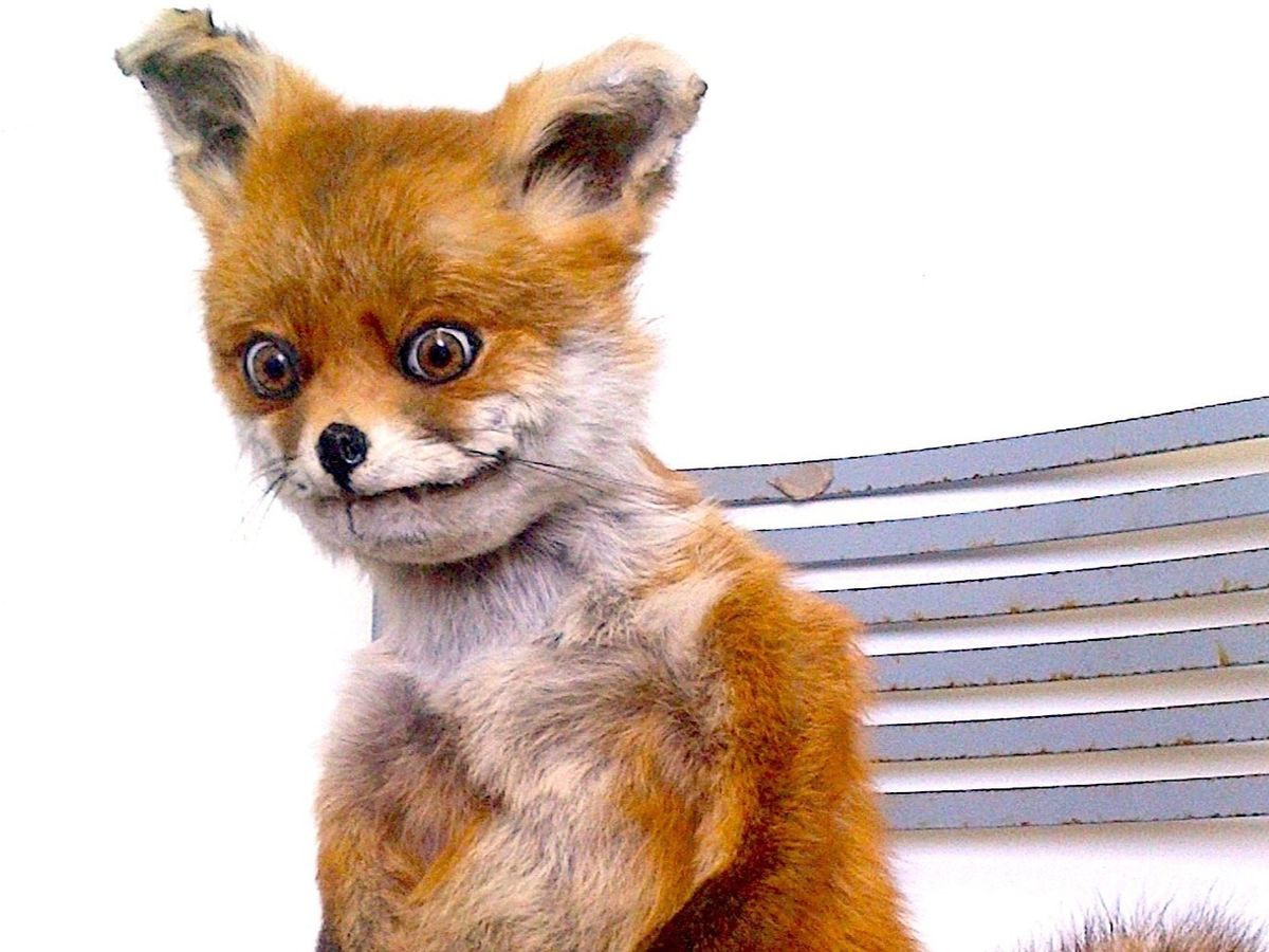 Stoned Fox Meme With Words