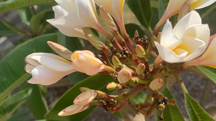 Fundraiser by Debra Mumford : Bob Mumford and Lorraine Sargent