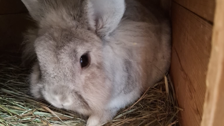 Fundraiser by Barbara Barrick : Marvin's Eye Operation