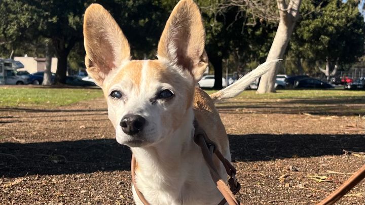 Fundraiser for Jennifer Stammberger by Rachel Burrows : Puppa’s needs ...