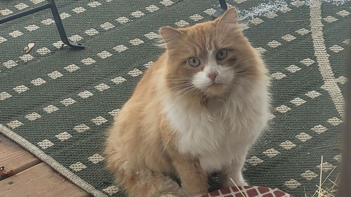 Fundraiser by Alexandra Izgerean : Hull Stray Cat Initiative