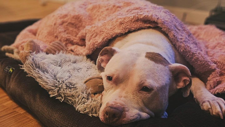 Fundraiser by Shandra Myer : Please Help Us Get Answers for Chip