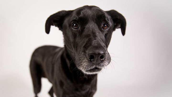 Fundraiser for Pat Kinch by Lita Swain : Support for Buddys cancer ...