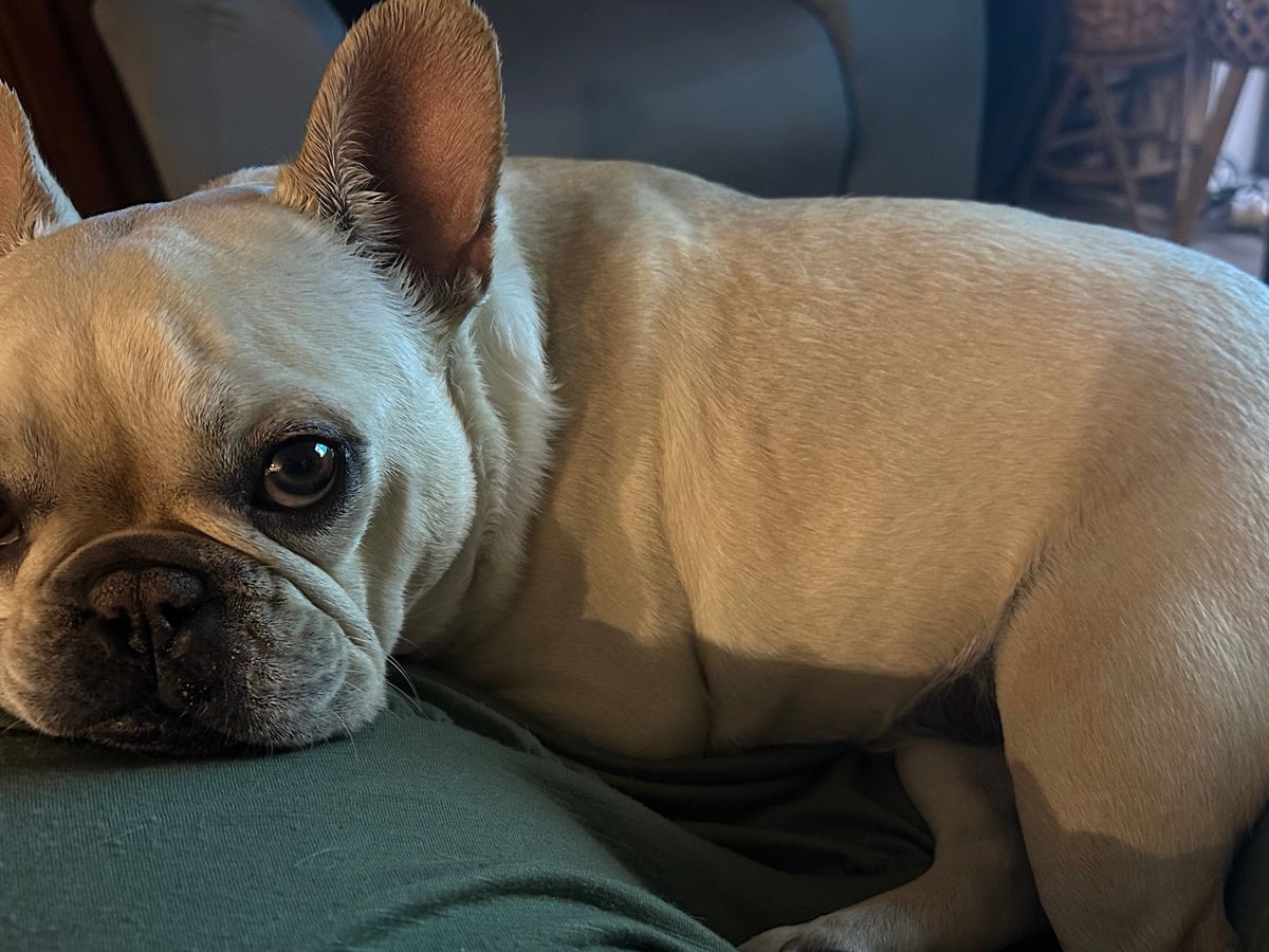 Fundraiser by Danielle Emerton : Pebbles’ knee surgery