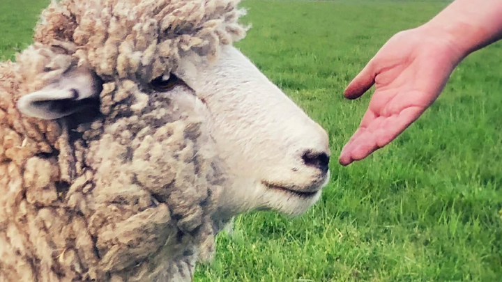 Fundraiser by Carolynn Bernard : Fill the Barn, Feed the Heart: Help ...