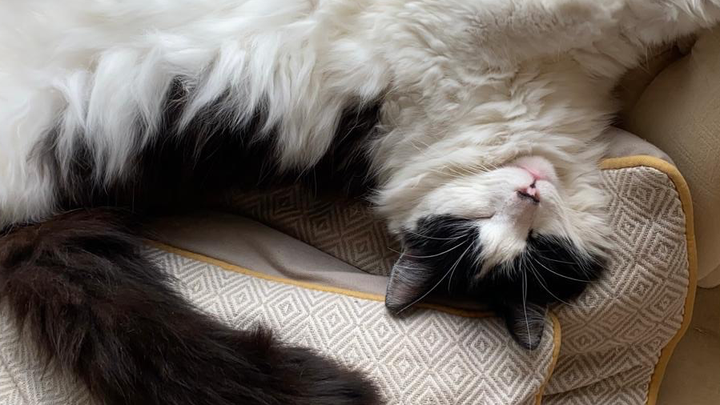 Fundraiser by Imogen Lysandrou : Help Save Bugsy – Our Family Cat Needs ...