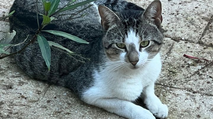 Fundraiser by Franci Blanco : Treat infected stray cat wounds