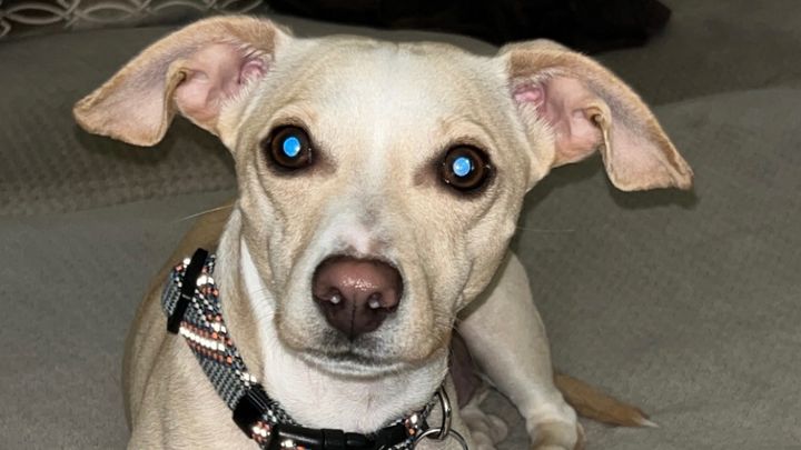 Fundraiser by Mackenzie Suggs : Wheelchair for Lenny