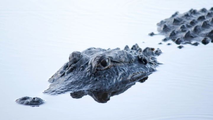 Fundraiser by Christy Plott : Legal Fees for Alligator Industry
