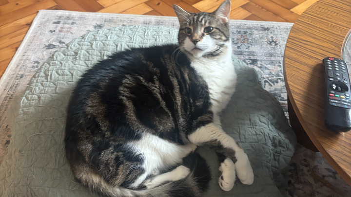 Fundraiser by Sogol Razi : Help save Henry's life - Unexpected ...