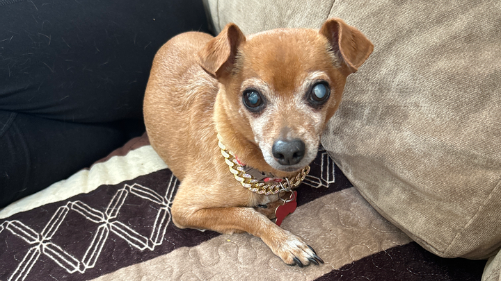 Fundraiser by Alejandra Evans : Support Papi's Eye Surgery for a ...