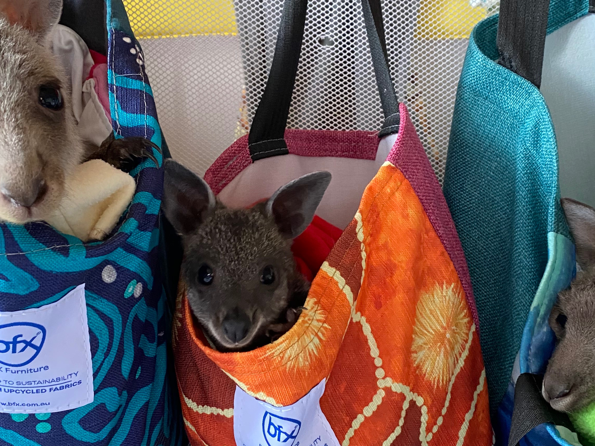 Fundraiser by Narelle Trippett : Raising orphaned kangaroo joeys