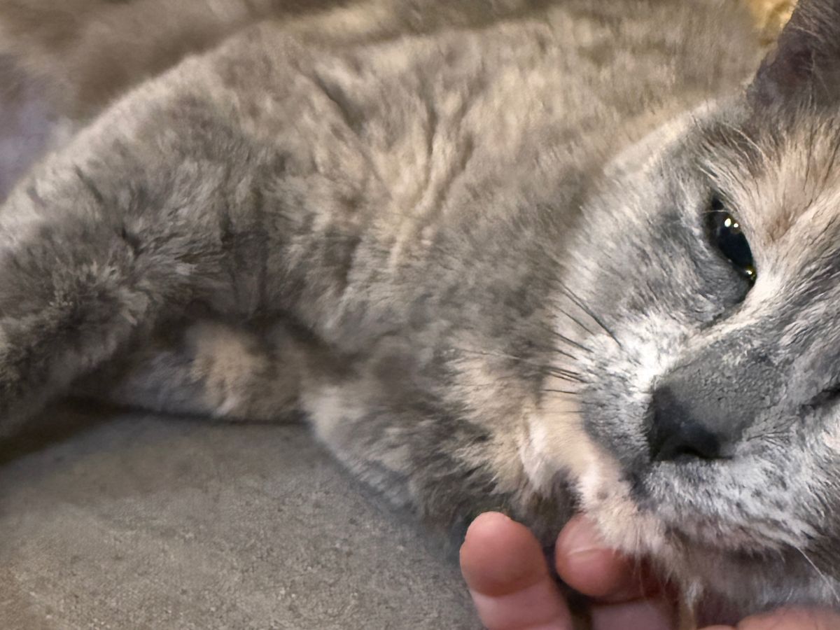 Fundraiser by Nicholas Chapman : Please help me save my wonderful cat ...