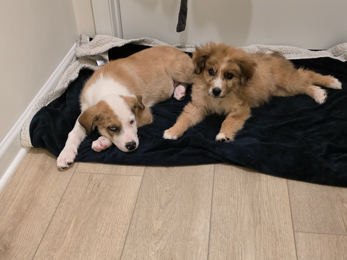 Fundraiser by Madison Baxter : Help Jack and Honeybun Fight Parvo