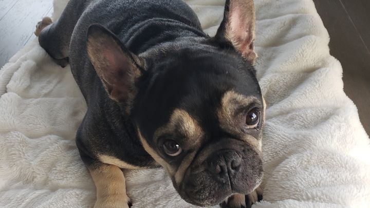 Fundraiser by Allan Eastabrook : Funding for Tobi's Surgery (TECA-BO)