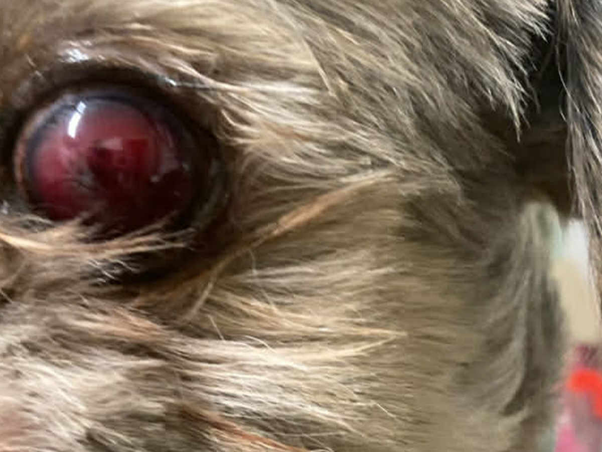 Fundraiser by Katie Watson : Operation to remove Lucky's eye he has ...