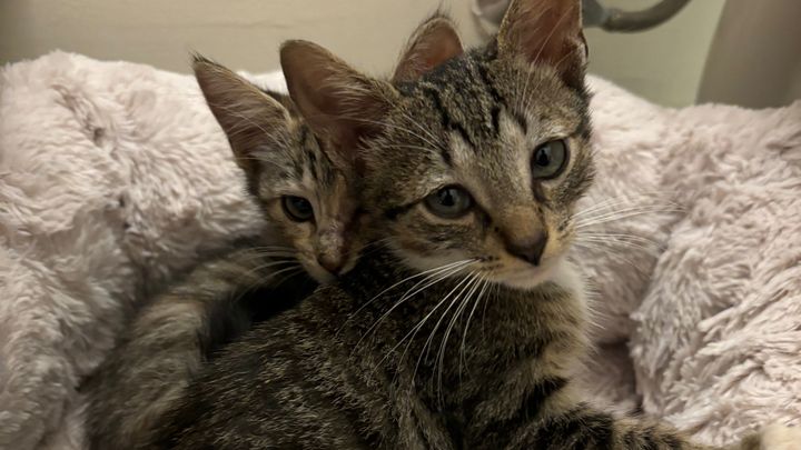 Fundraiser by Isabella Acacio : Claw Enforcement TNVR & Protect Felines ...