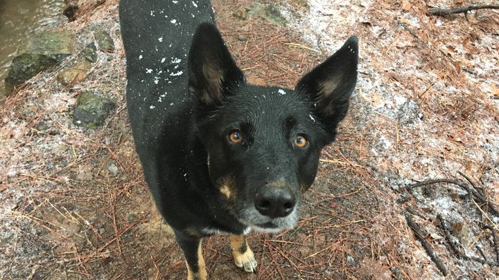 Fundraiser by Josh Rickett : Sierra's cancer surgery