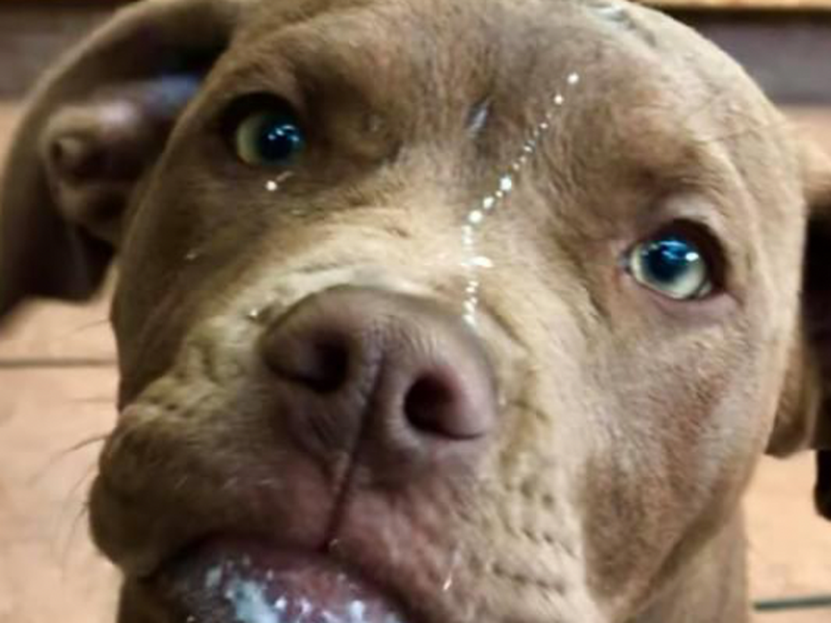 Fundraiser by Michelle Matthewman : Help Marley get the surgery she needs