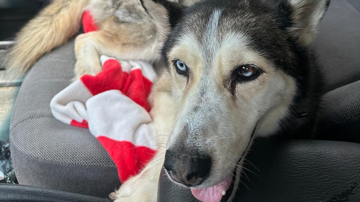 Fundraiser by Rose Salgado : Ayuda para el estudio médico de mi perrito