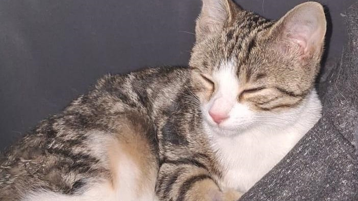 Fundraiser by Felidae Kleintierschutzverein : Spendenaufruf für Kitten ...