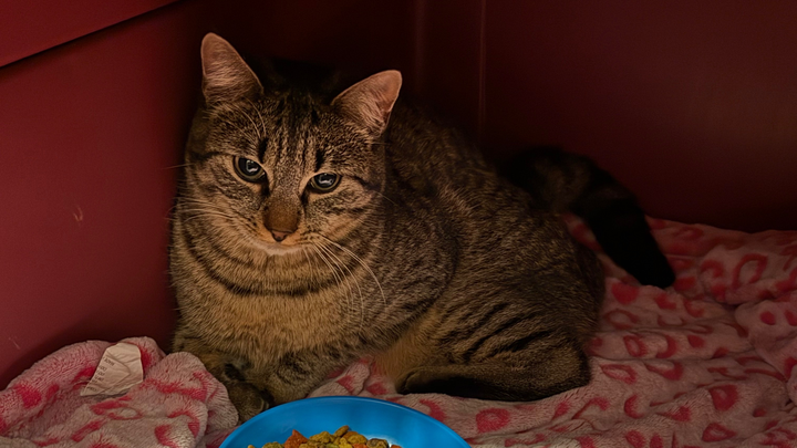 Fundraiser by Hope Bachorz : Help biscuits get the help she needs