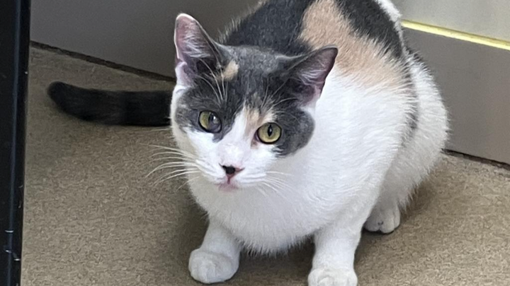 Fundraiser by Burlington Humane : Help Skylar - Surgery for a Painful ...