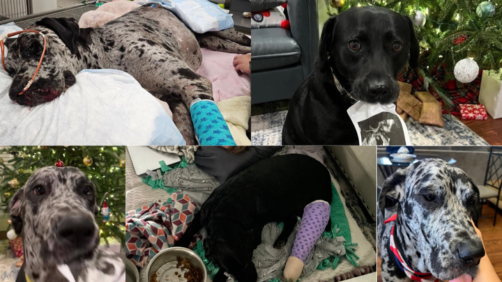 Fundraiser for Evan Dew by Elizabeth Dew : Charlie and Weber's Surgeries
