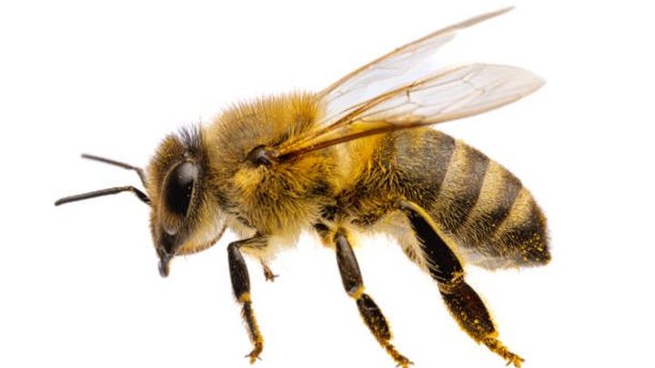 Fundraiser by Zach Moses : Pre-Spelling Bee Games Night