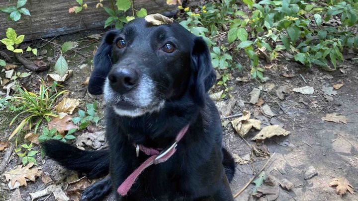 Fundraiser for Jeanette Ledesma by Kyra Hay-Chapman : Shiro’s ACL Surgery