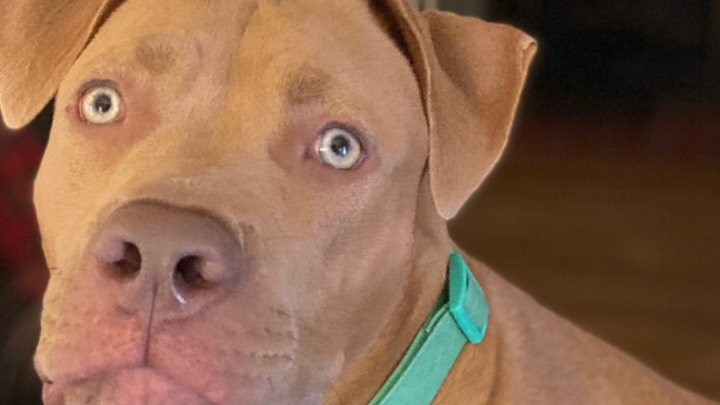 Fundraiser by Danelle Miller : Help Raven Walk Without Pain Again